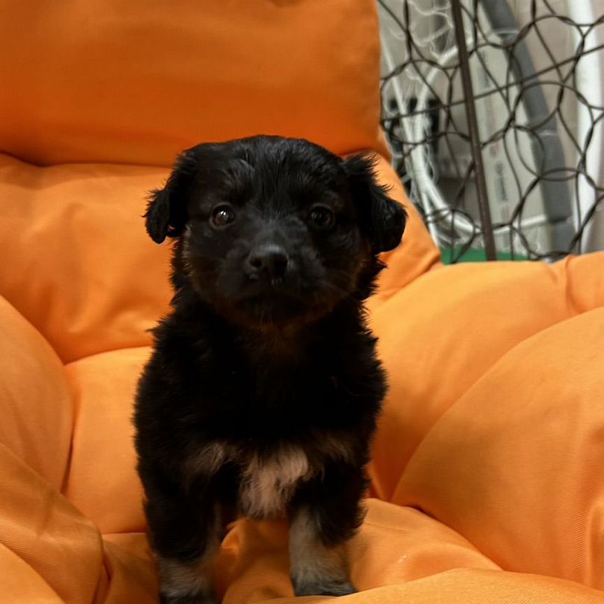 Щенок в добрые руки