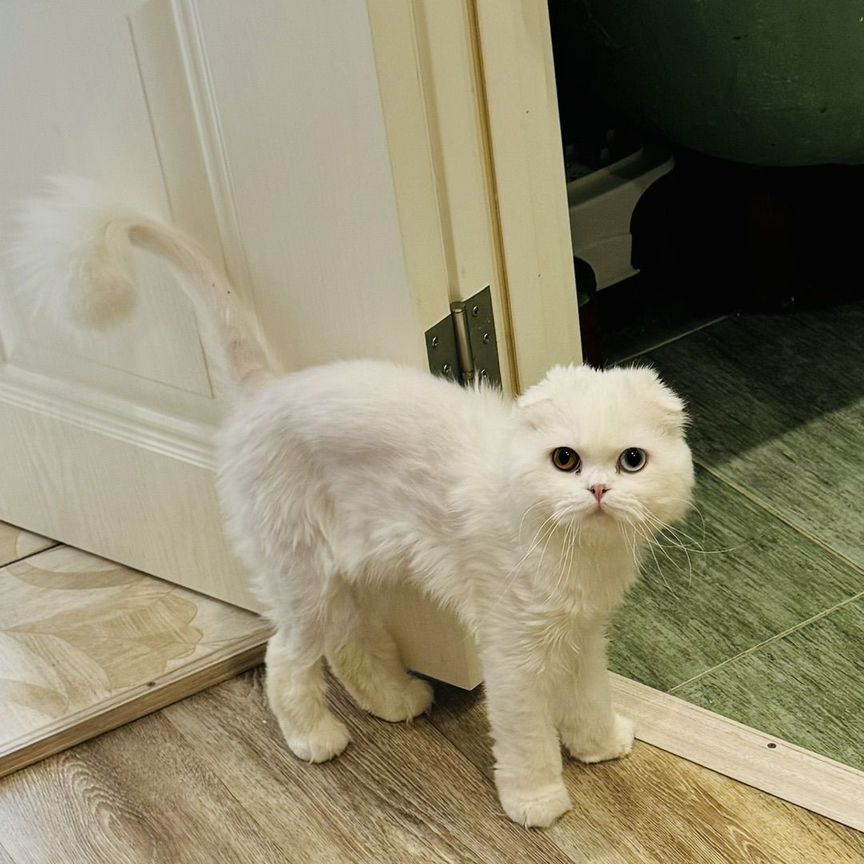 Шотландский котик