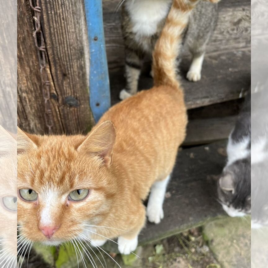 Рыжик ищет дом