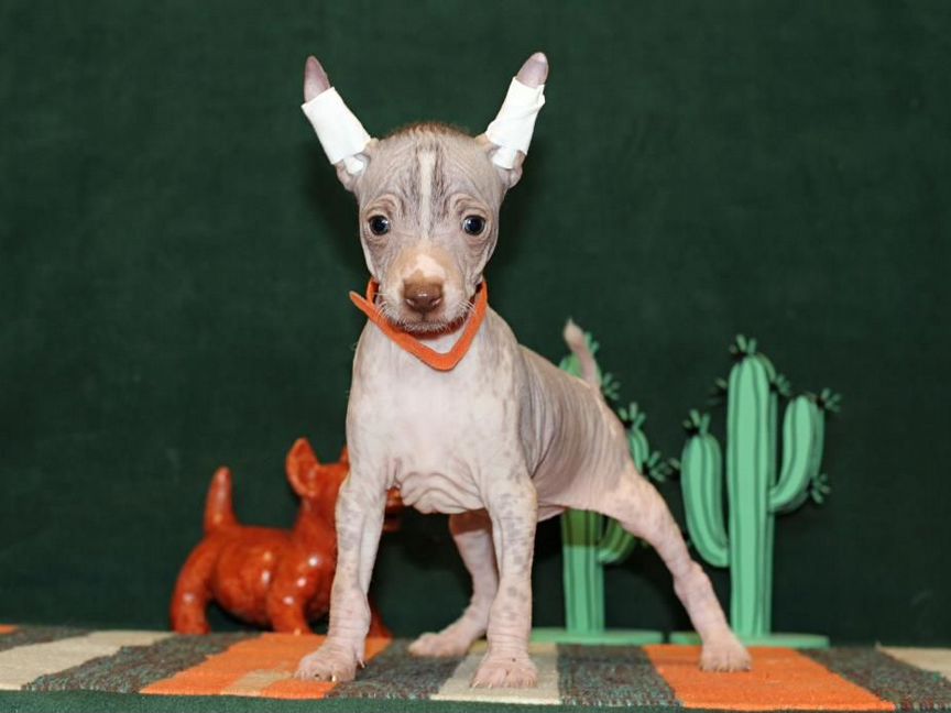 Ксолоитцкуинтли мини, мальчик в горошек