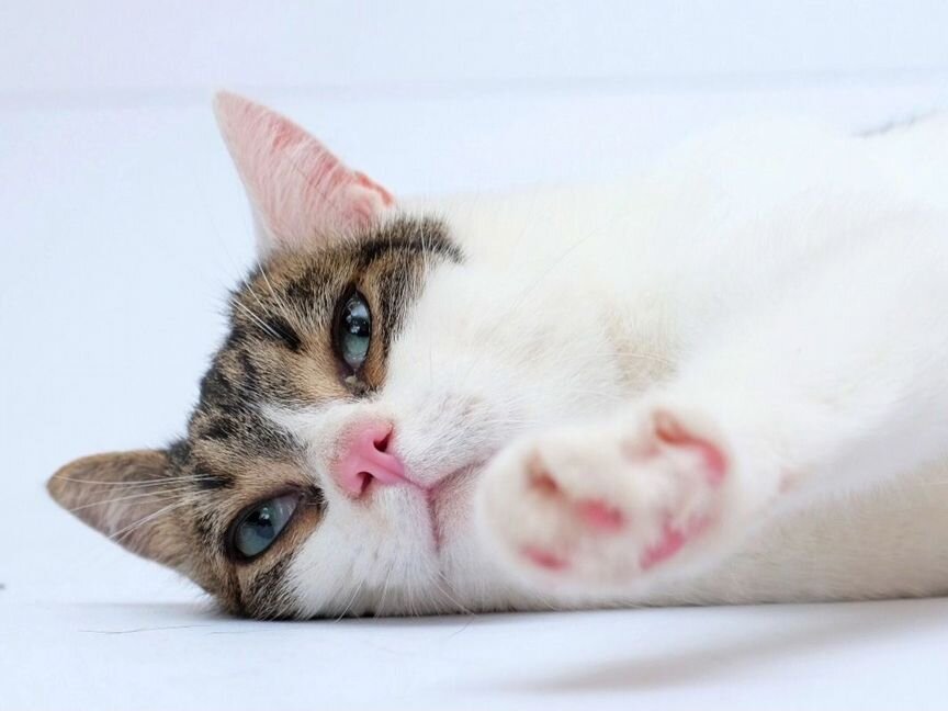 Невероятный котик