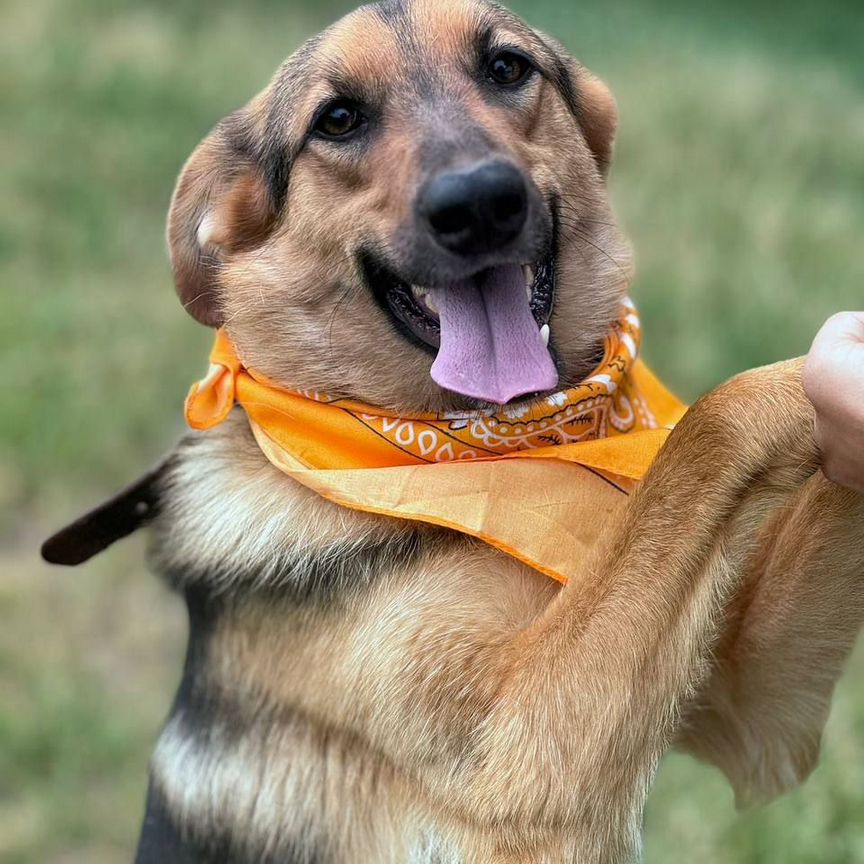 Флора,милашка из приюта ищет дом