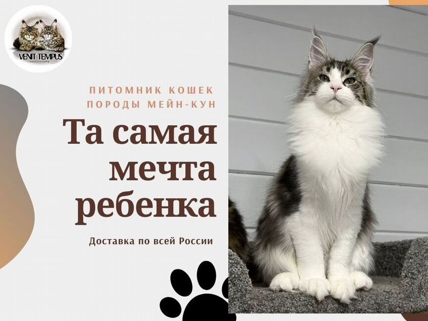 Мейн-Кун