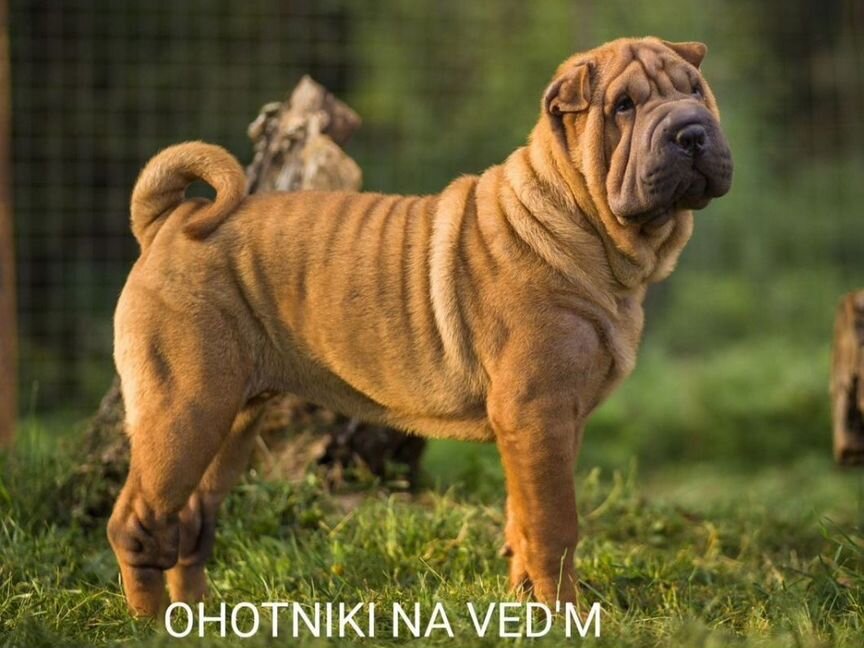 Плюшевая девочка