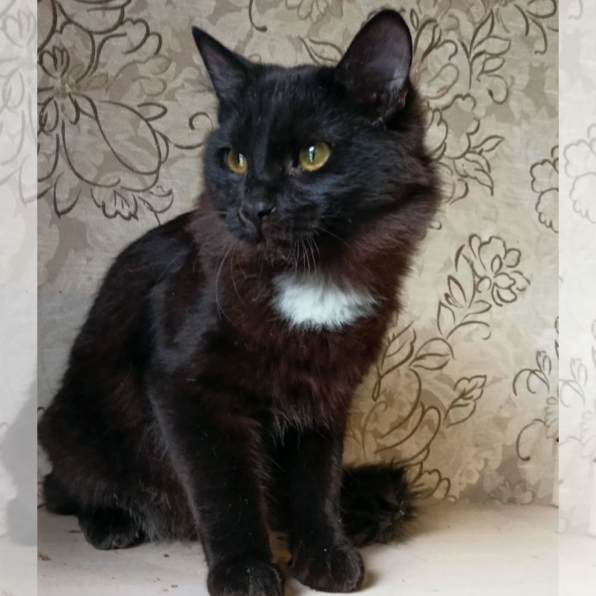 Взрослая кошка в добрые руки