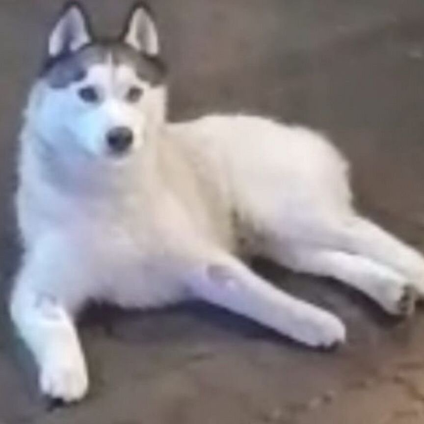 Нереальный красавчик ищет дом