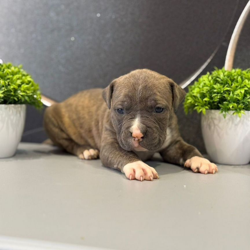 Шикарные дети аст