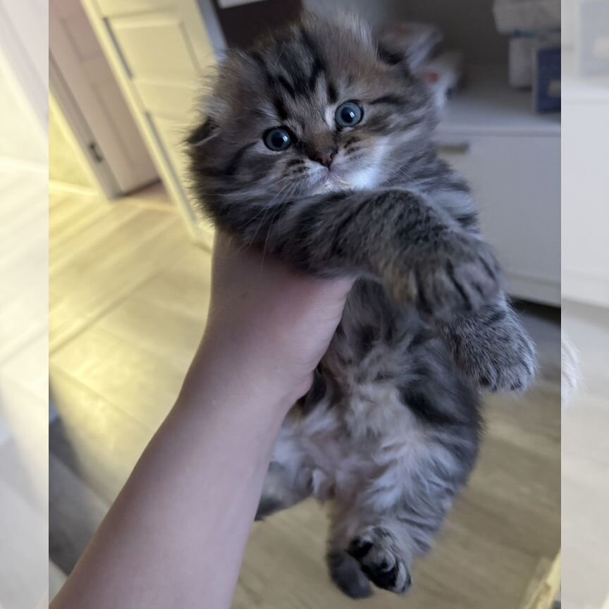 Шотландский вислоухий длинношёрстный котёнок