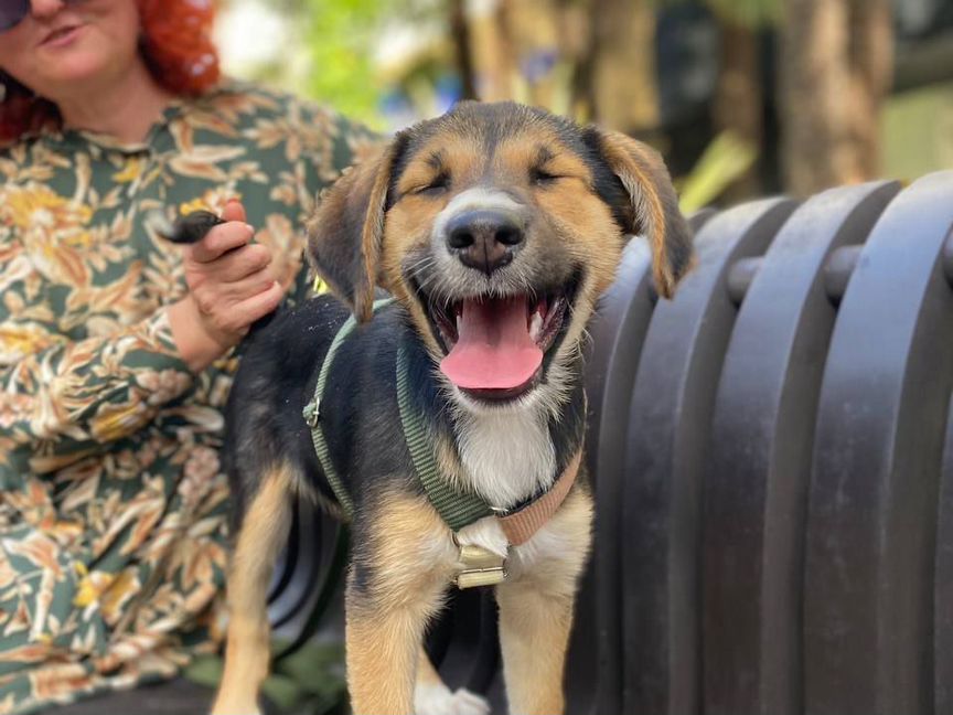 Очаровательный щенок Айра в добрые руки