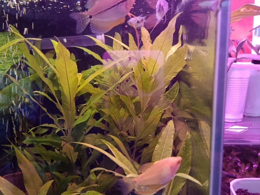 Аквариумные рыбки и растения