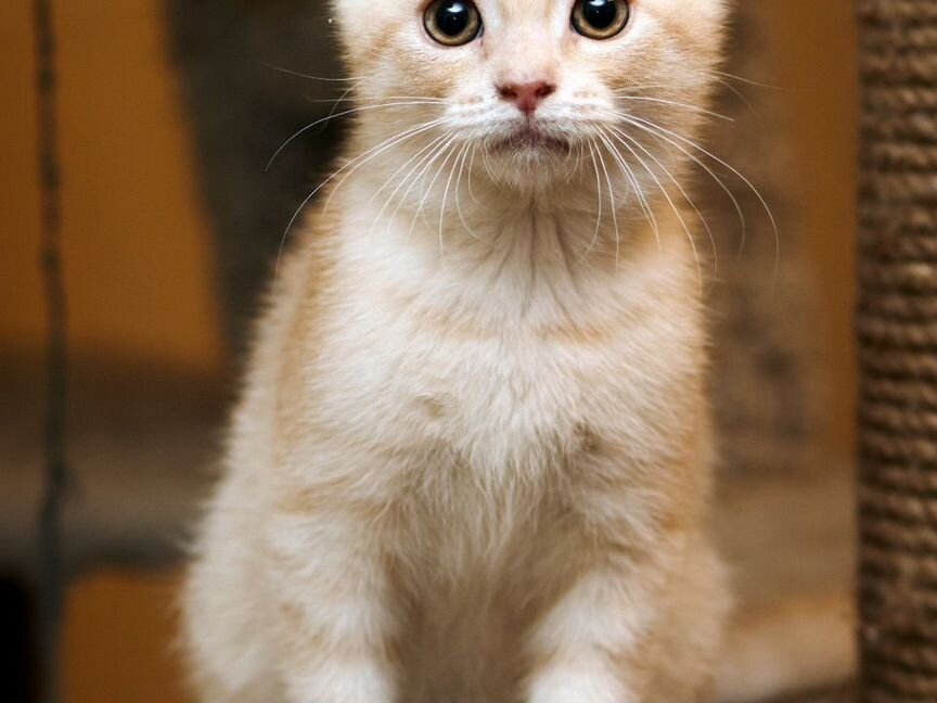 Котёнок Пряник в добрые руки