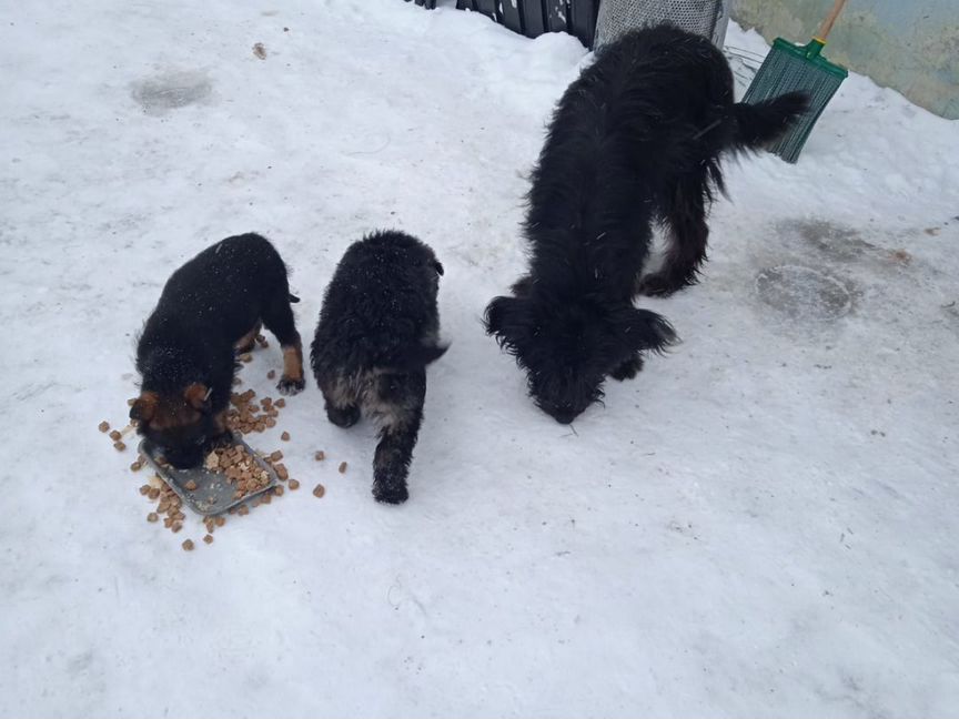 Собака в добрые руки щеноков 3 шт