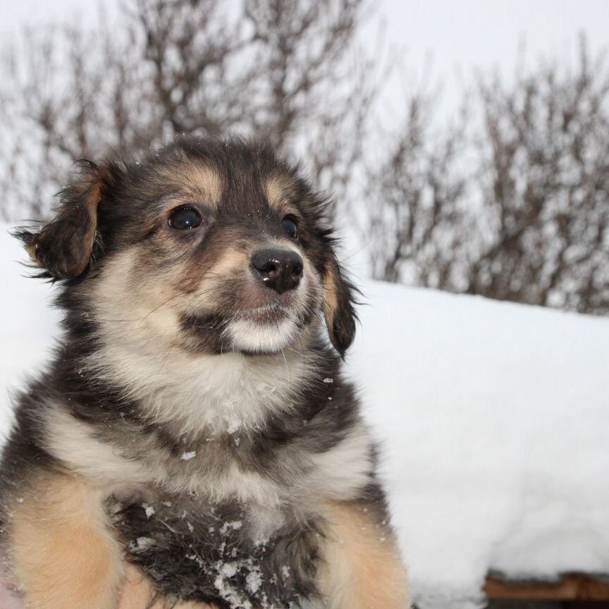 Щенок в добрые руки