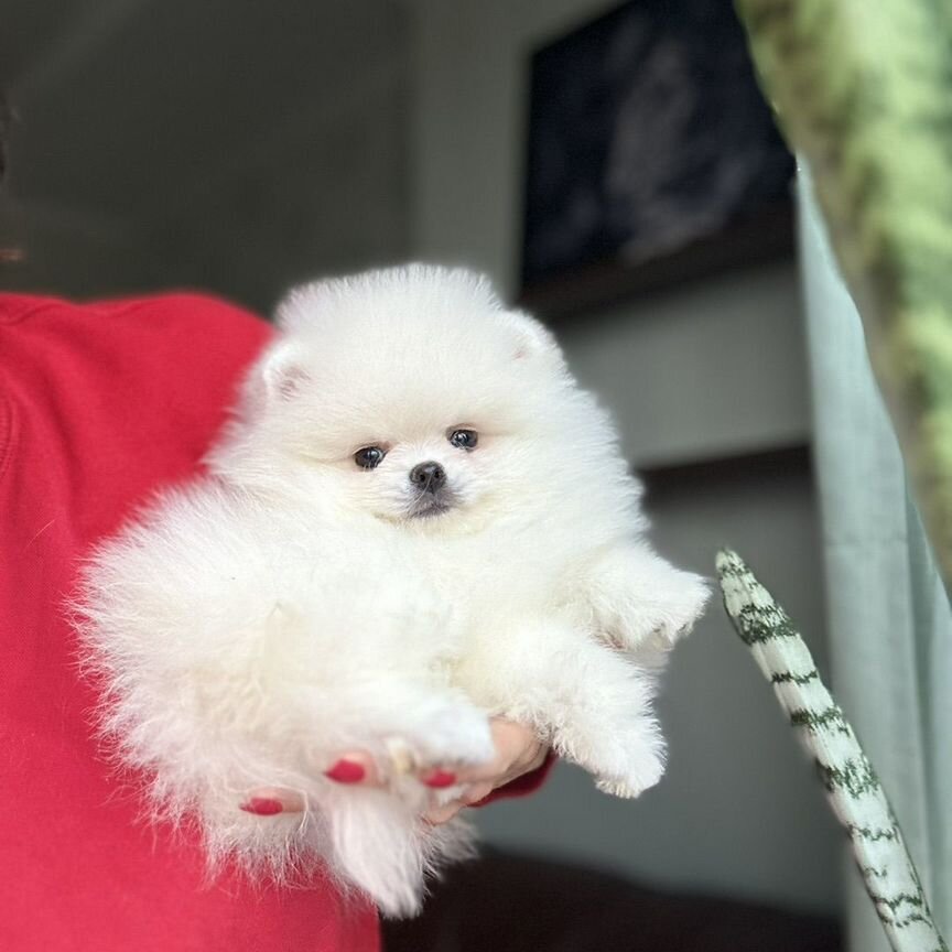 Померанский шпиц тип мишка мини