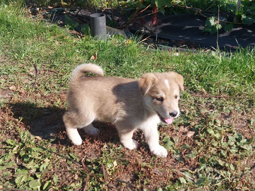 Щенок в добрые руки