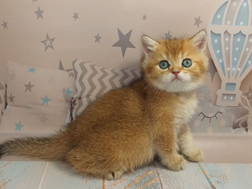 Котик милашка