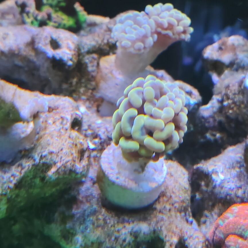 Кораллы для морского аквариума
