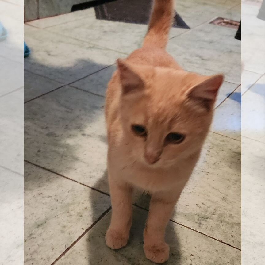 Кошечка, бесплатно, корм в подарок дам