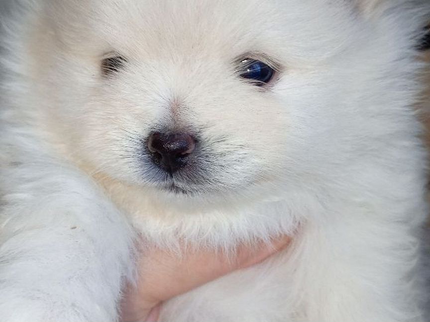 Померанский шпиц