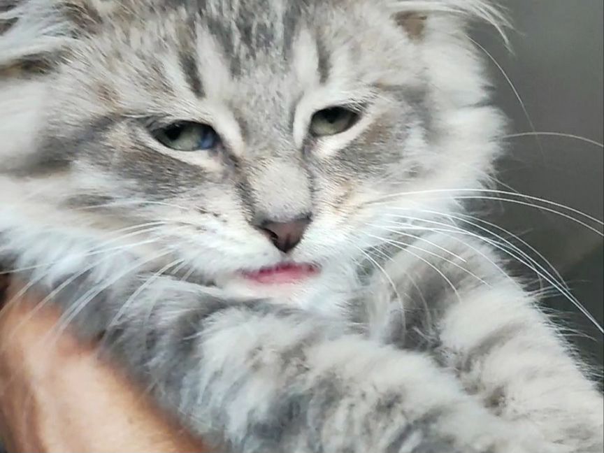 Сибирский котенок