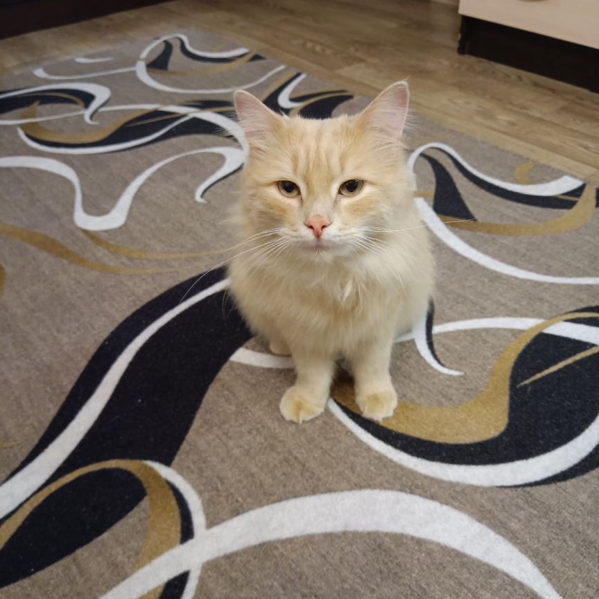 Отдам рыжего кота