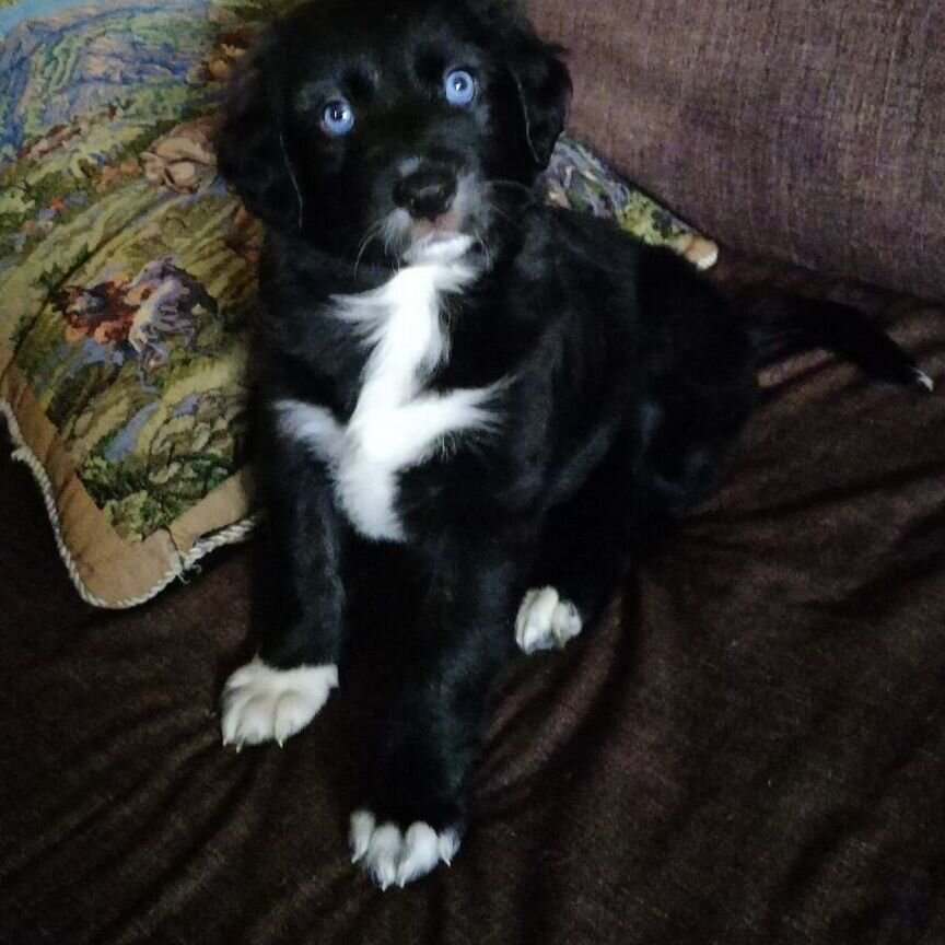 Русский охотничий спаниель, щенок