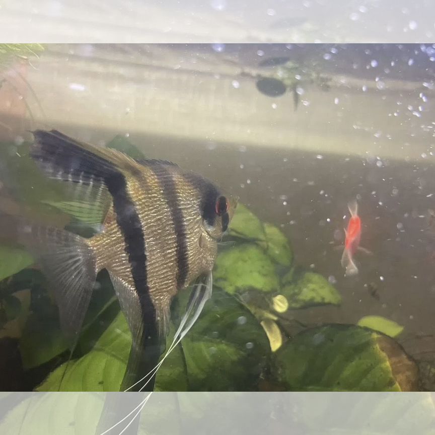 Продам рыбак скалярий