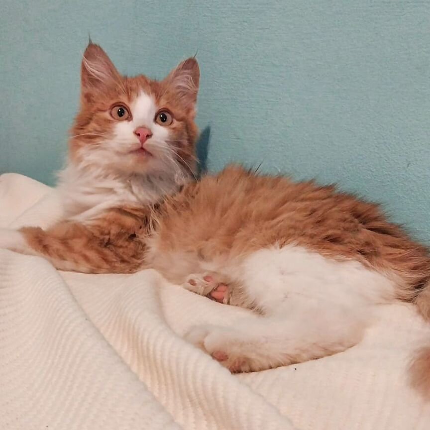 Котёнок в добрые руки