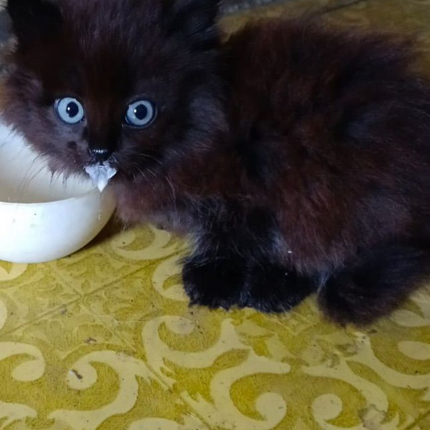 Котенок в добрые руки. Помогите спасти