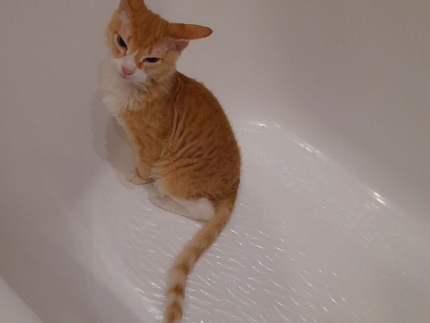 Донской сфинкс велюр