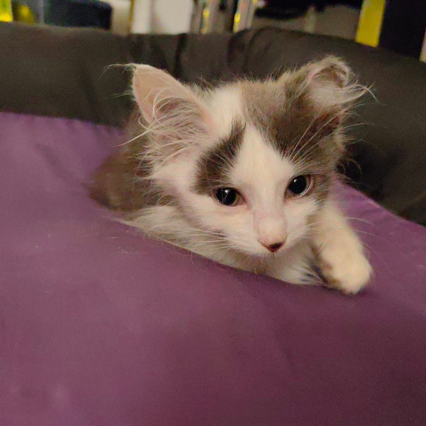 Уникальные котятки в добрые руки