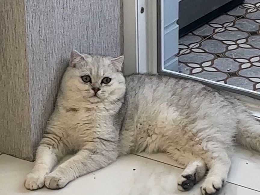 Кот шотландец на вязку