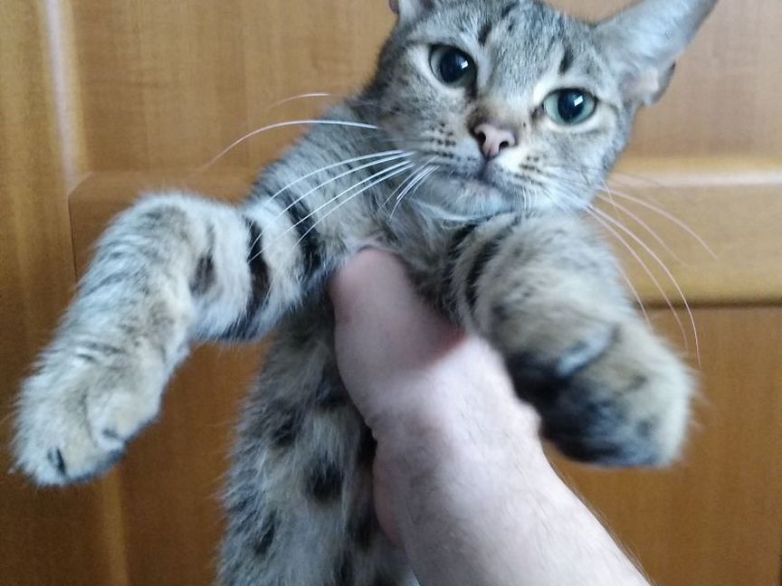 Отдам породистых котят и кошек в добрые руки