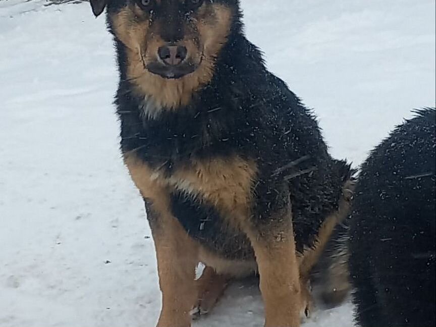 Собаки в дар бесплатно
