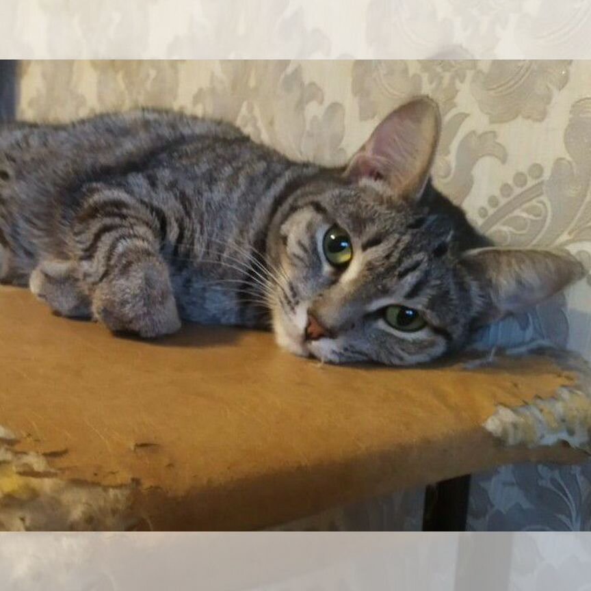 Лиза