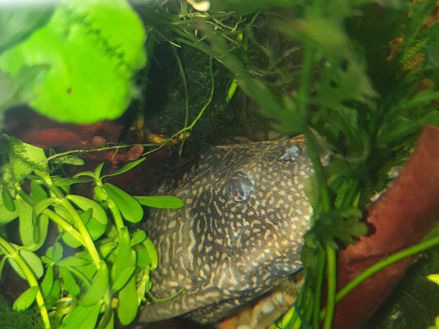 Сом парчовый в добрые руки