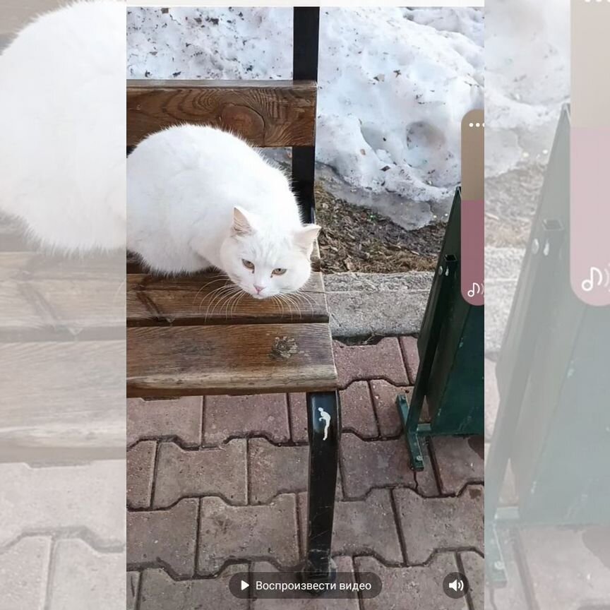 Взрослая, кошка в добрые руки