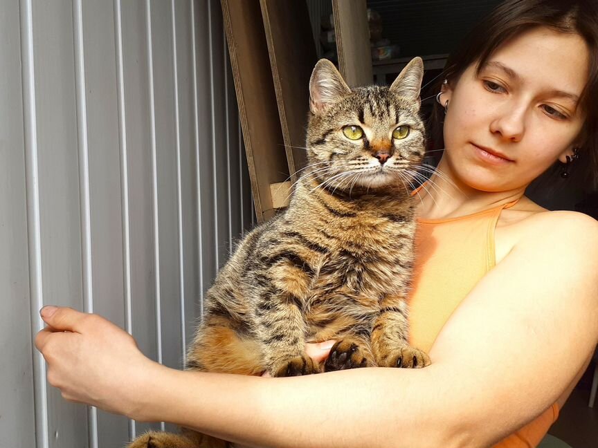 Очень ласковая кошечка в добрые руки