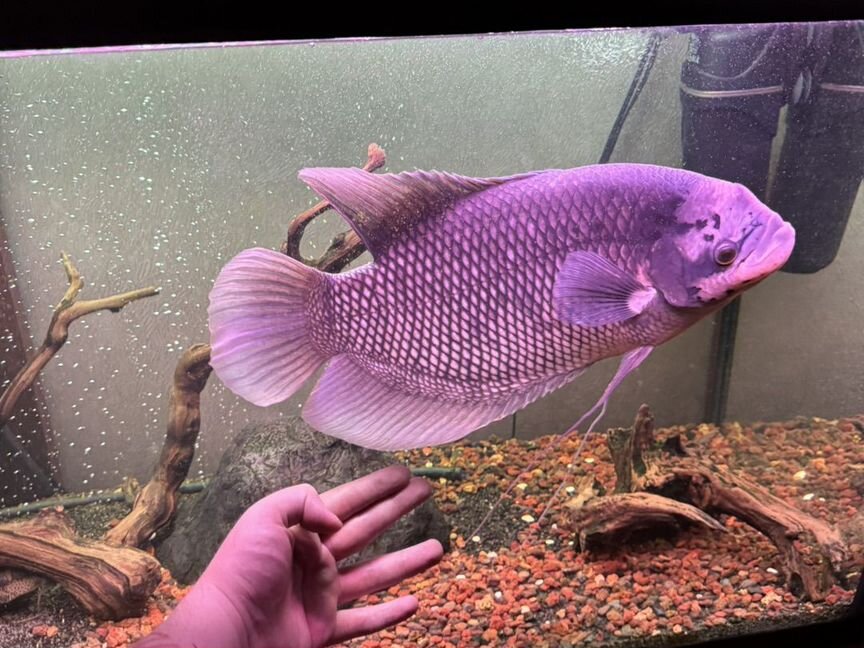 Гурами промысловый