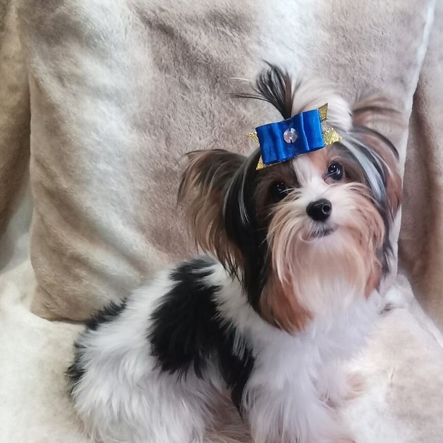 Йоркширский терьер щенки