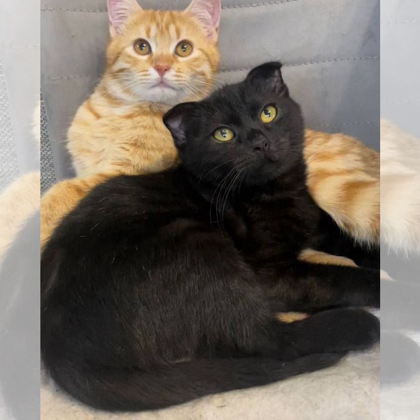 Шотландский вислоухий короткошёрстный котёнок