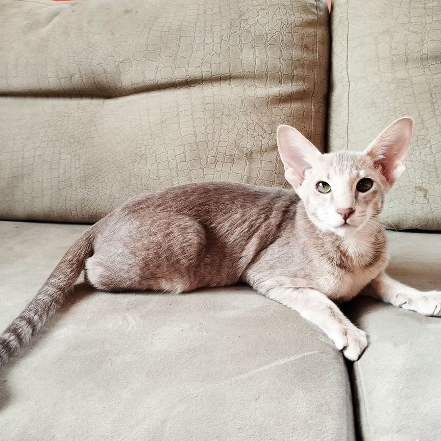 Потрясающая кошечка 4 мес