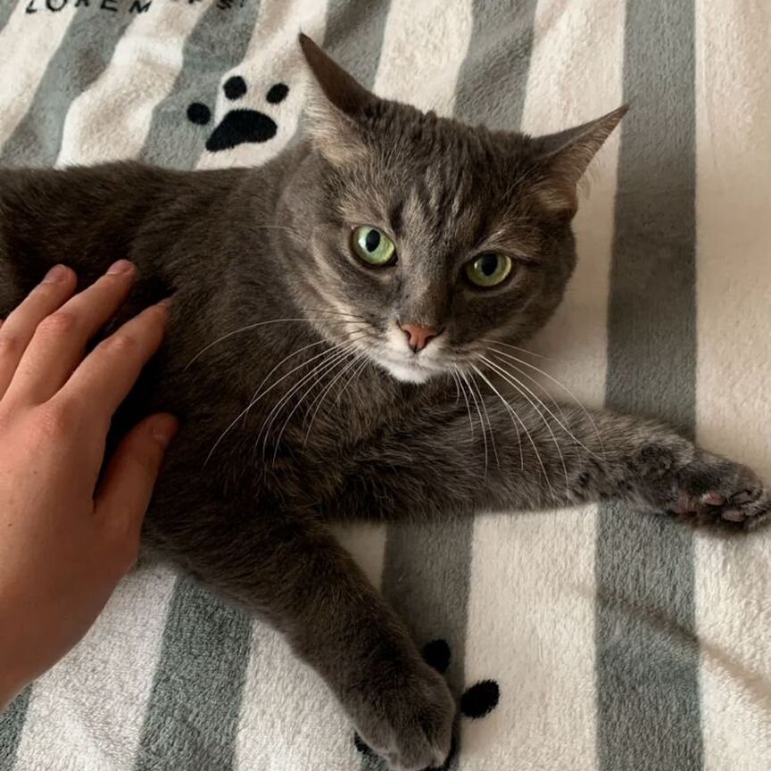 Отдам в добрые руки кошку