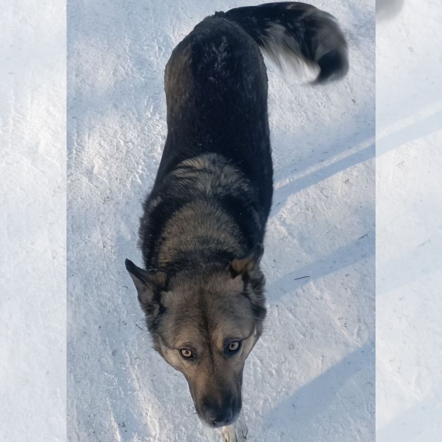 Взрослая собака в добрые руки