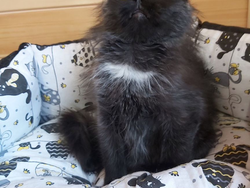 Котенок в дар. Котенок зарезервирован до 21 января