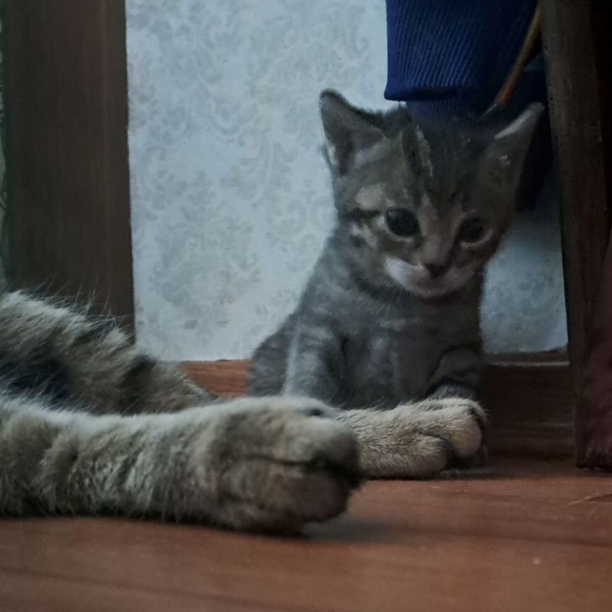 Котёнок в добрые руки