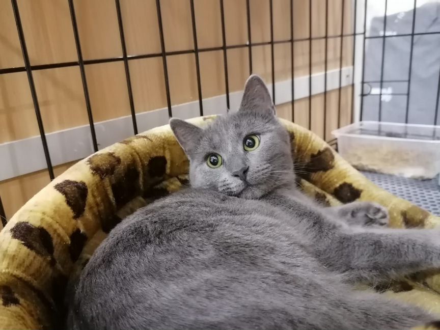Кошечка