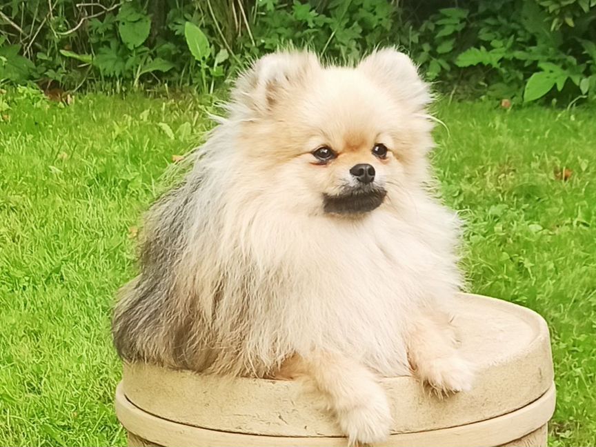 Померанский шпиц