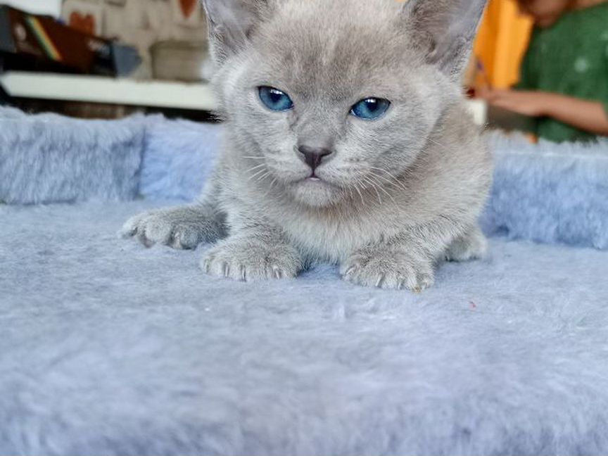 Котик голубого окраса с родословной