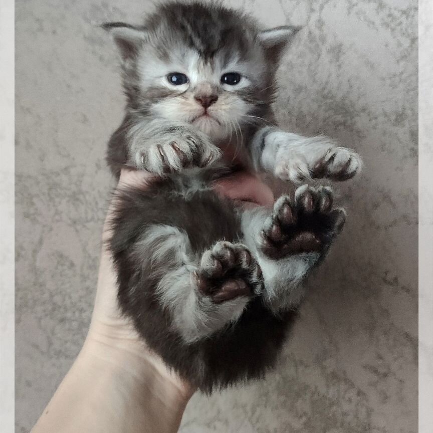 Мейн-кун котёнок